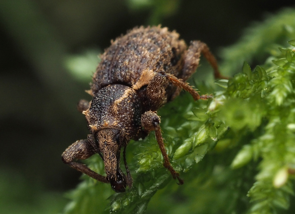 True Weevils from Oropi 3173, New Zealand on January 23, 2025 at 11:46 ...