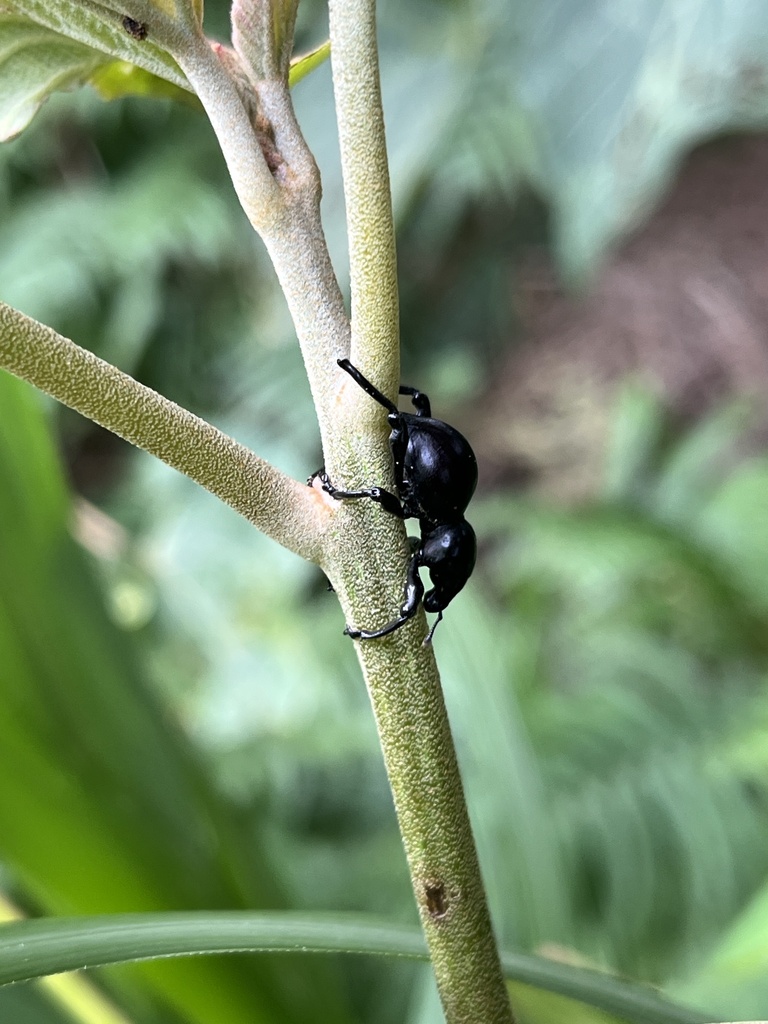 Pachyrhynchus infernalis in January 2025 by Nakatada Wachi · iNaturalist