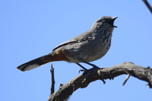 Chestnut-vented Warbler (Sylvia subcoerulea) · iNaturalist