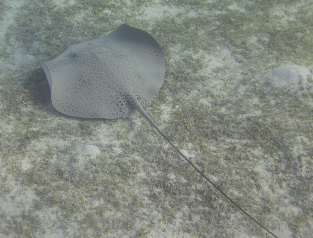 Reticulate Whipray in August 2013 by Bas Engels · iNaturalist