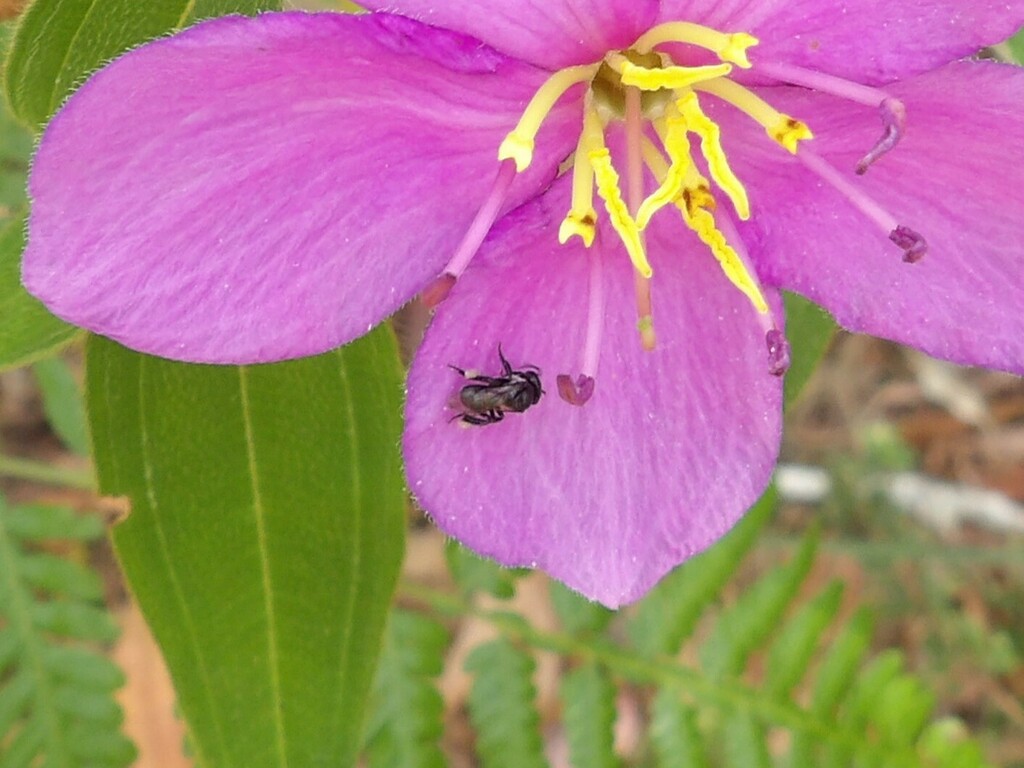 Stingless Bees from Toolara Forest QLD 4570, Australia on November 4 ...