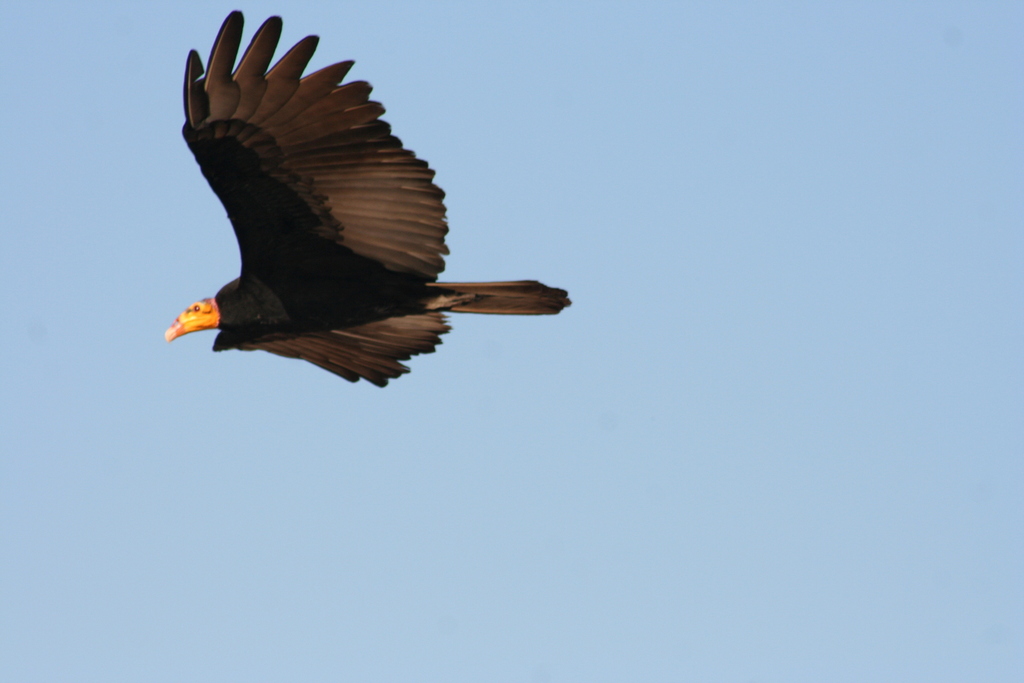 Turkey and Yellow-headed Vultures from Requena, Perú on January 17 ...