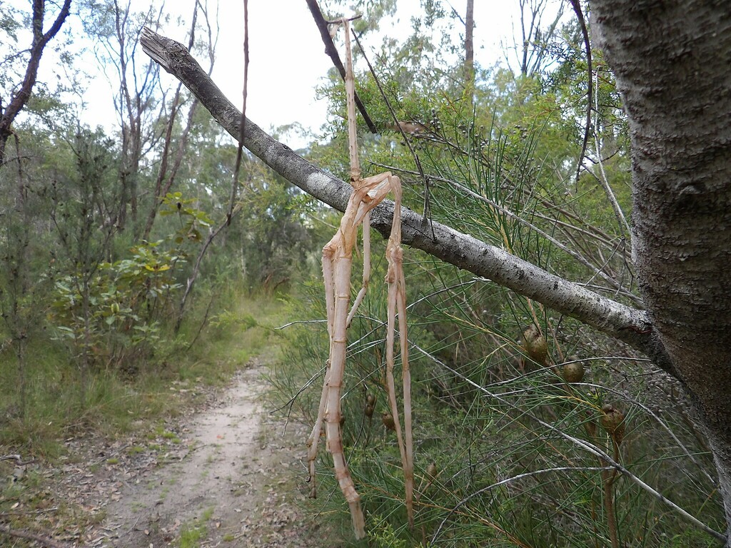 Stick Insects from Toolara Forest QLD 4570, Australia on December 9 ...