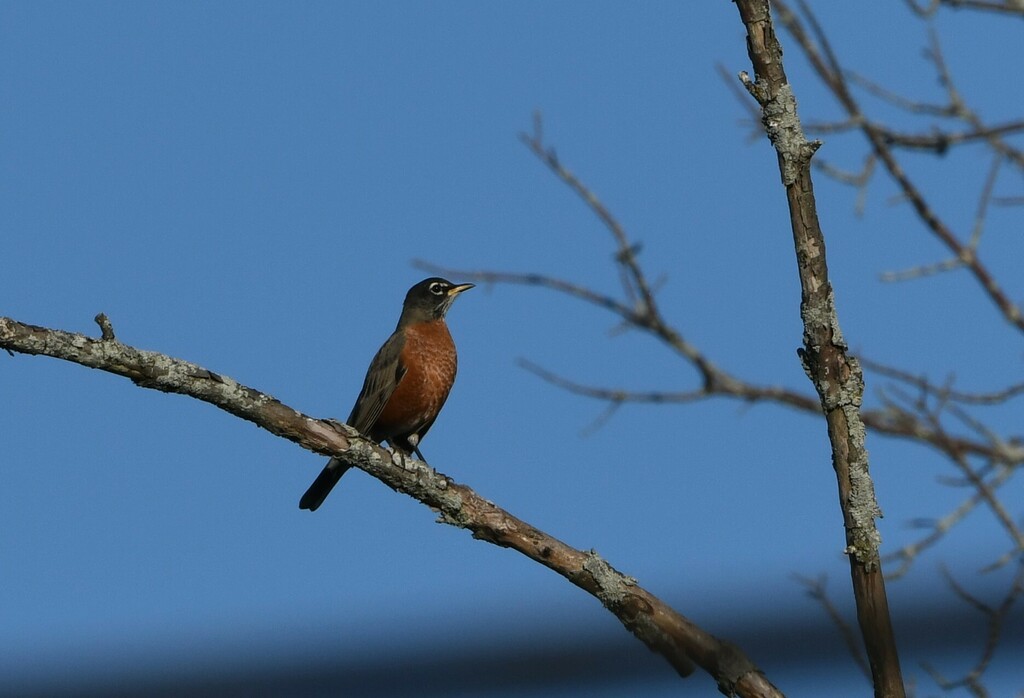 American Robin from Lennox and Addington County, ON, Canada on ...
