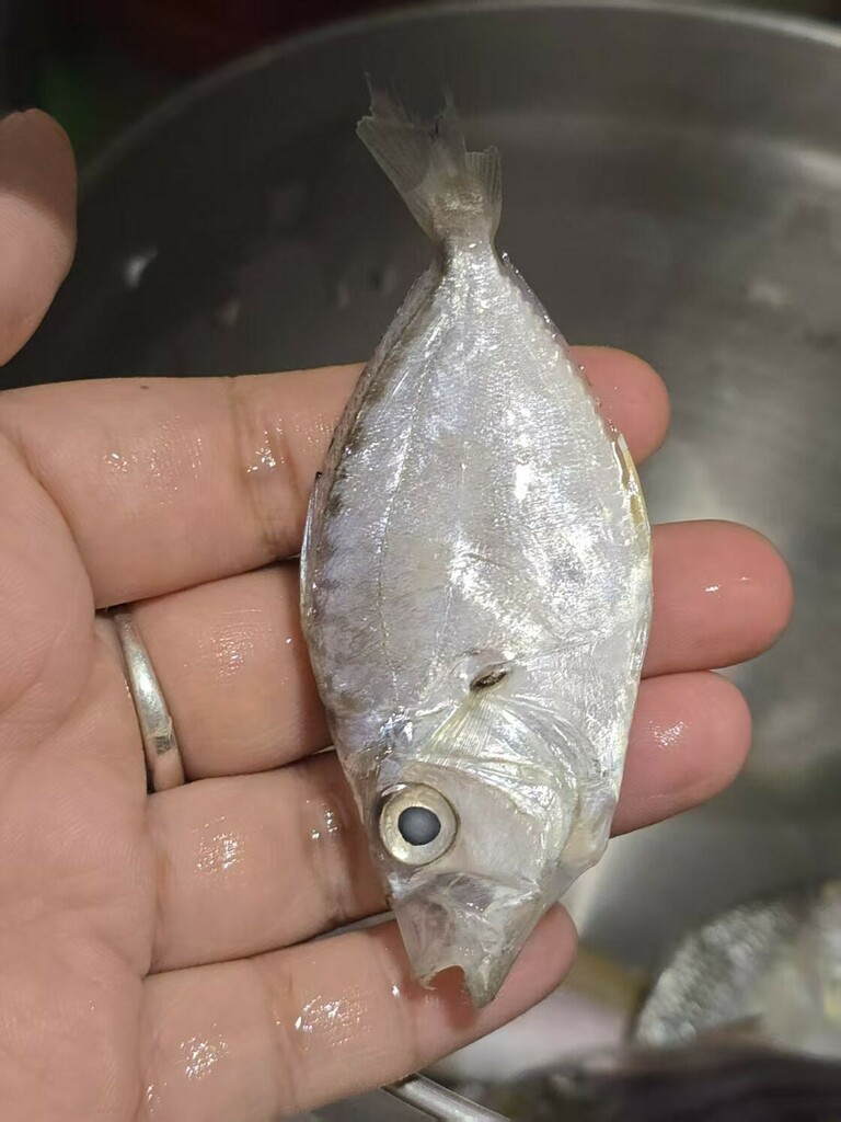 Toothed Ponyfish on October 19, 2024 at 09:23 PM by kyosapir · iNaturalist
