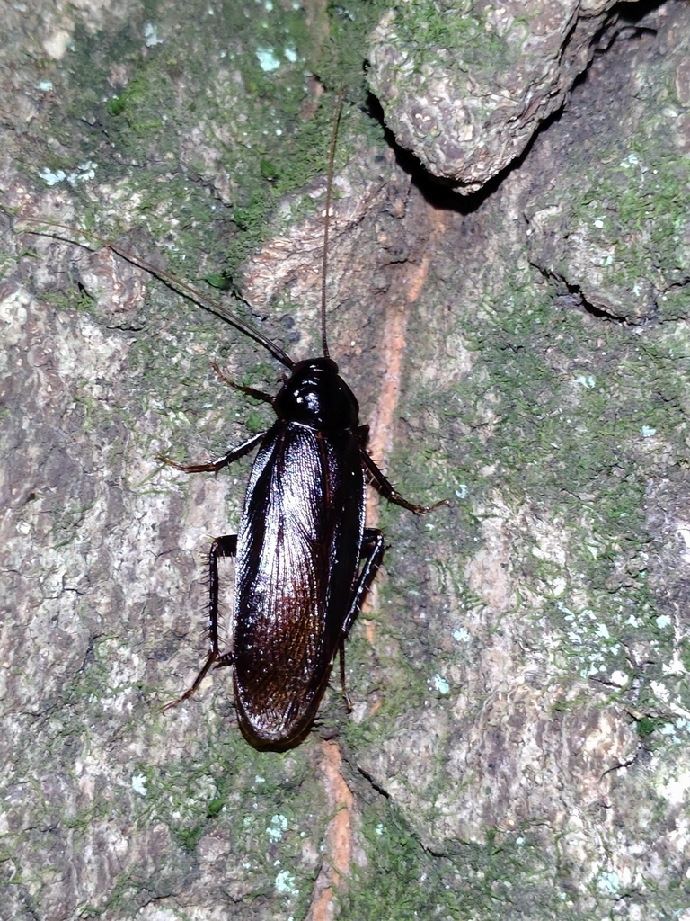 Japanese Cockroach from 日本、〒591-8022 大阪府堺市北区金岡町128 on August 16, 2024 ...