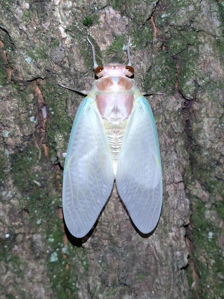 Large Brown Cicada from 日本、〒591-8022 大阪府堺市北区金岡町128 on August 16, 2024 at 08:52 PM by はる ...