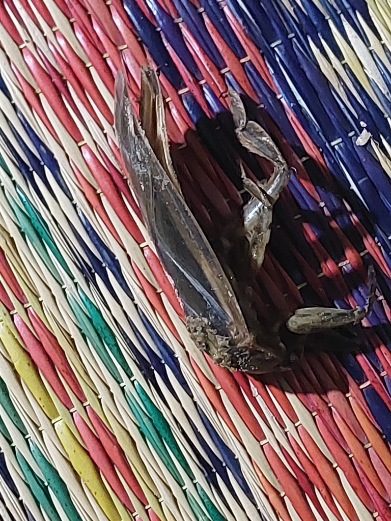 Asian Giant Water Bug from Sahatsakhan, TH-KL, TH on January 23, 2025 ...