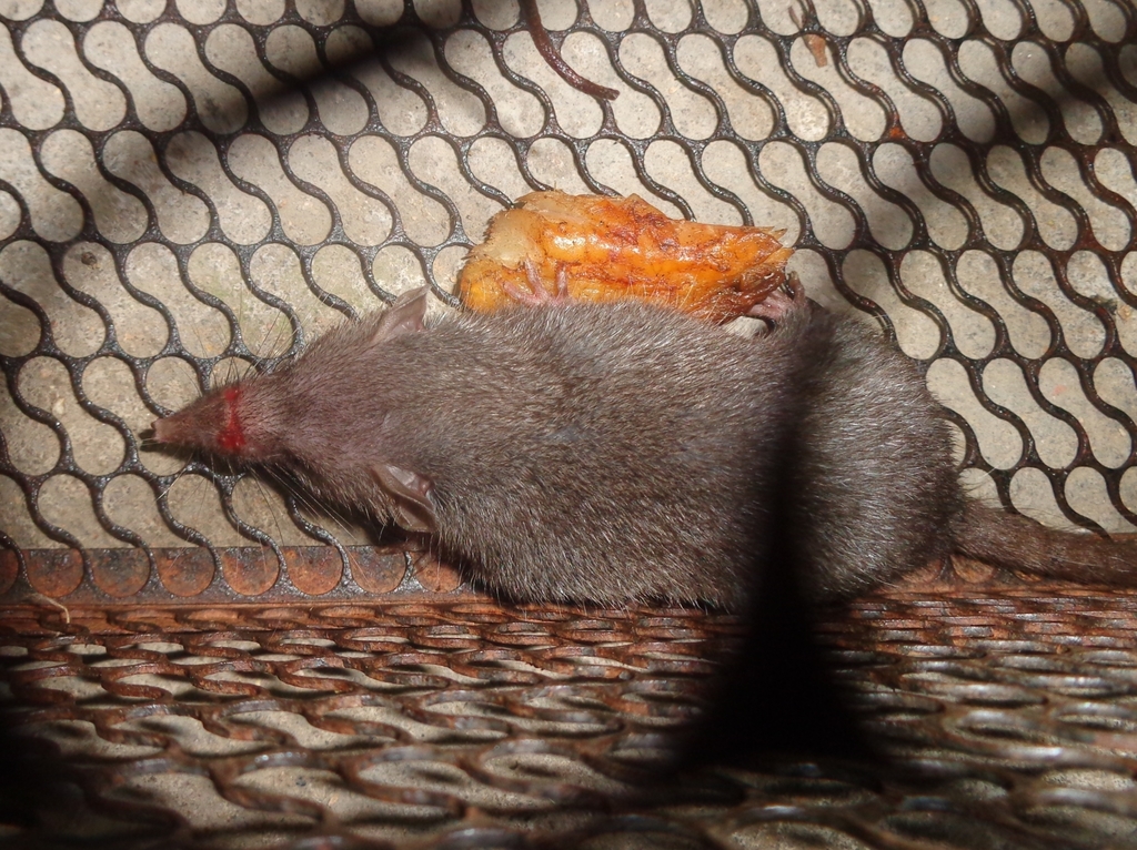 Asian House Shrew from Ningde, CN-FJ, CN on November 22, 2014 at 07:28 ...