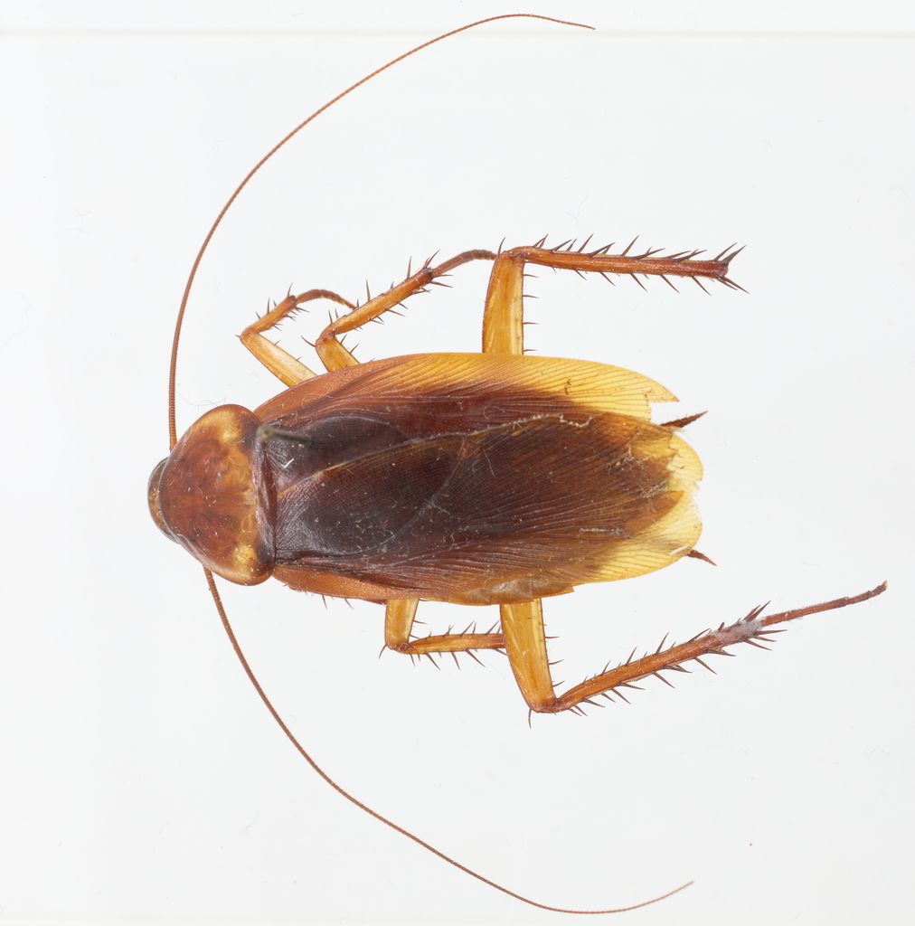 American Cockroach from Bogotá, Colombia on February 28, 2001 at 09:15 ...