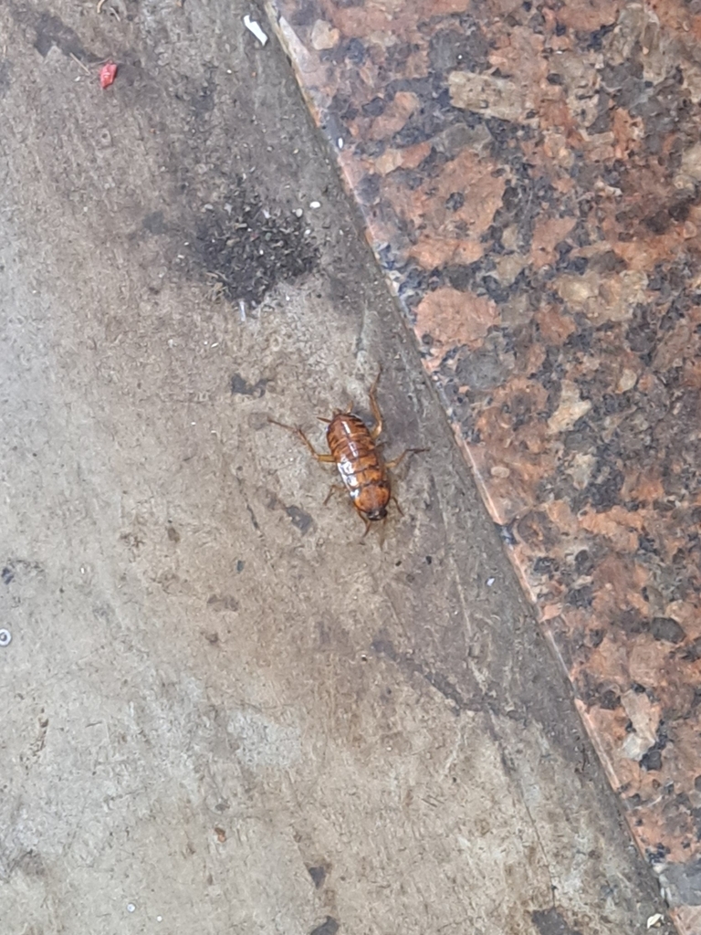 American Cockroach from Centro, Ribeirão Preto - SP, Brazil on January ...
