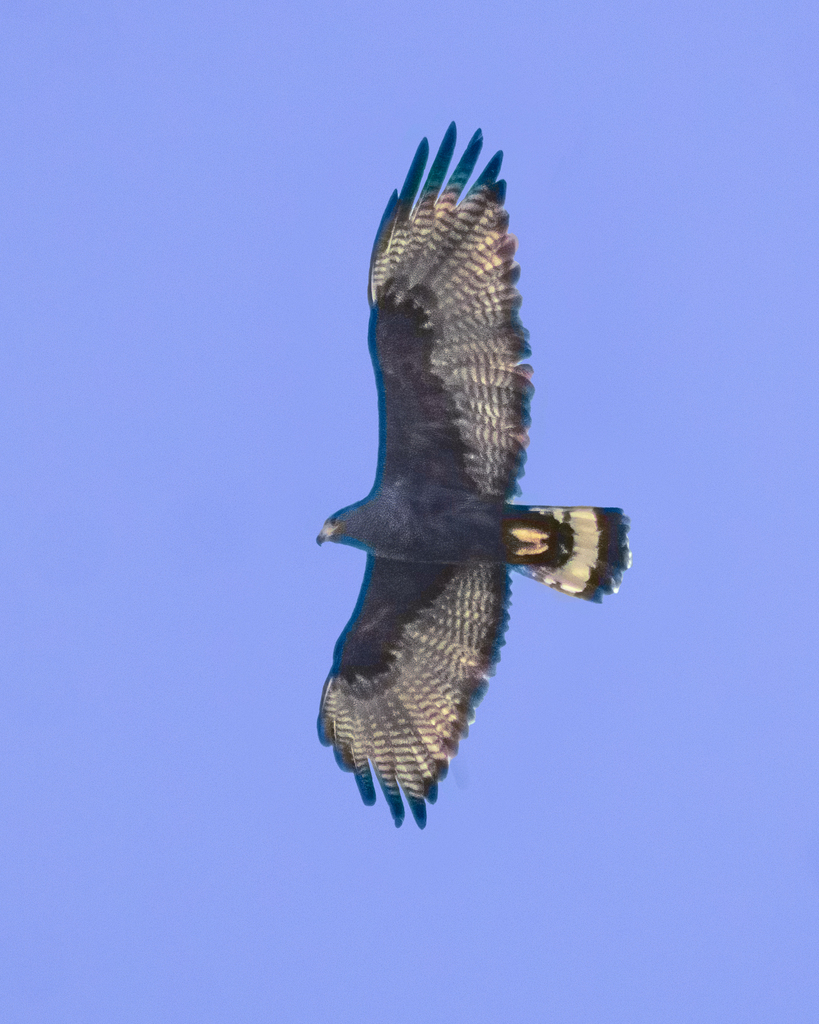 Zone-tailed Hawk from Culiacán, Sin., México on January 22, 2025 at 09: ...