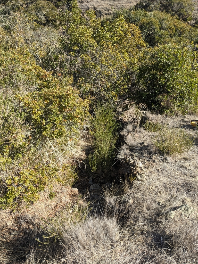 needle-leaved broom from Avalon, CA 90704, USA on January 22, 2025 at ...