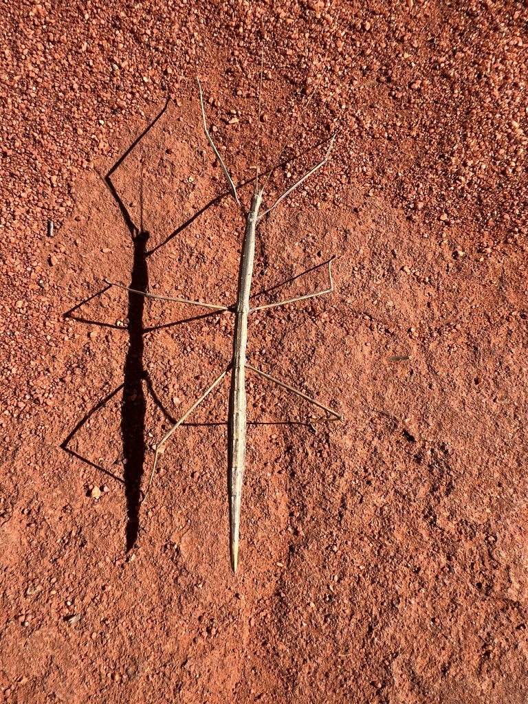Denhama Grass Stick Insects from Wiluna, WA, AU on April 15, 2024 at 02 ...