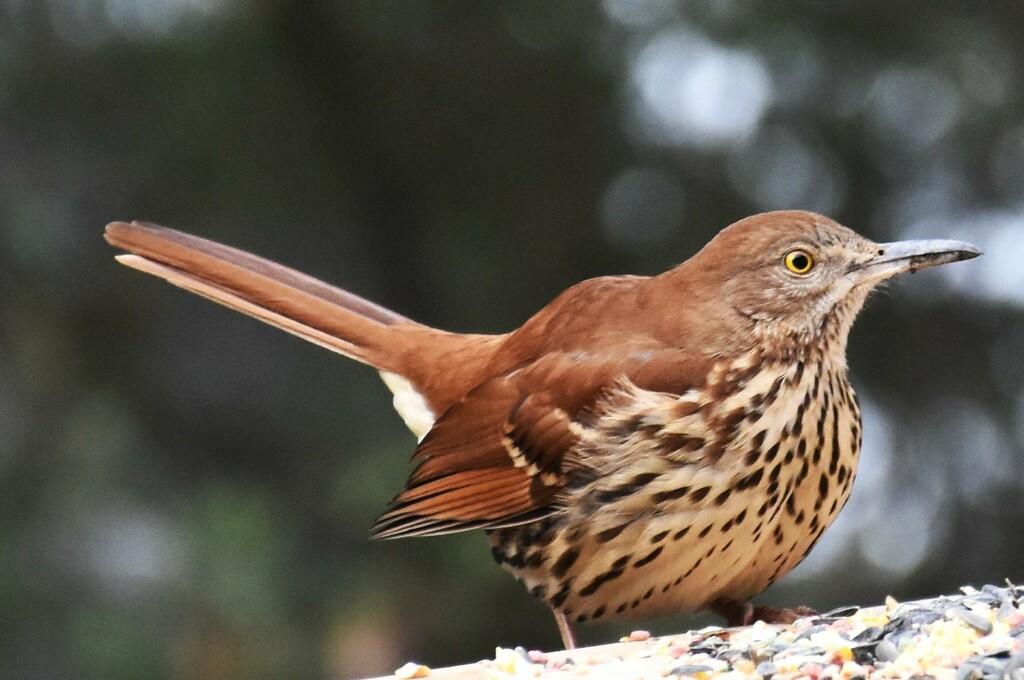 Brown Thrasher from Mountain Park, GA, USA on January 23, 2025 at 10:00 ...
