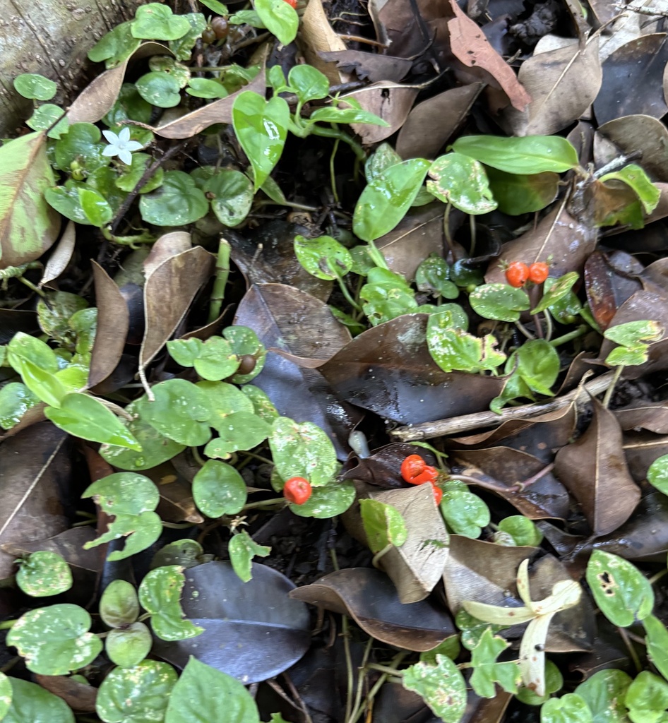 Geophila repens from Dermerara-Mahaica, GY on November 21, 2024 at 07: ...