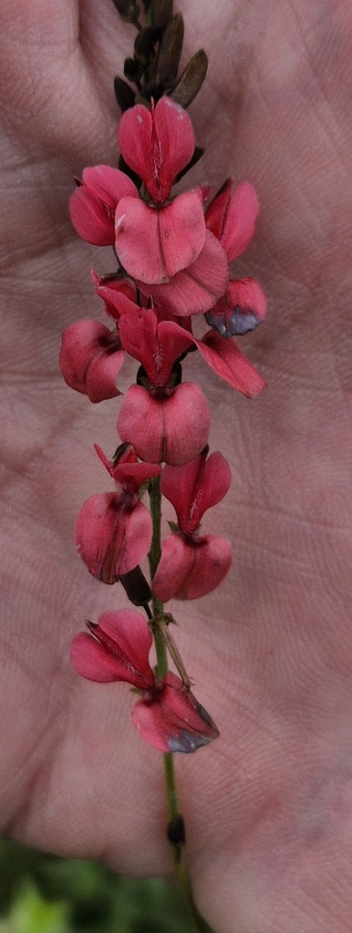 Indigos from Mahogany Ridge, Pinetown, 3608, South Africa on January 23 ...