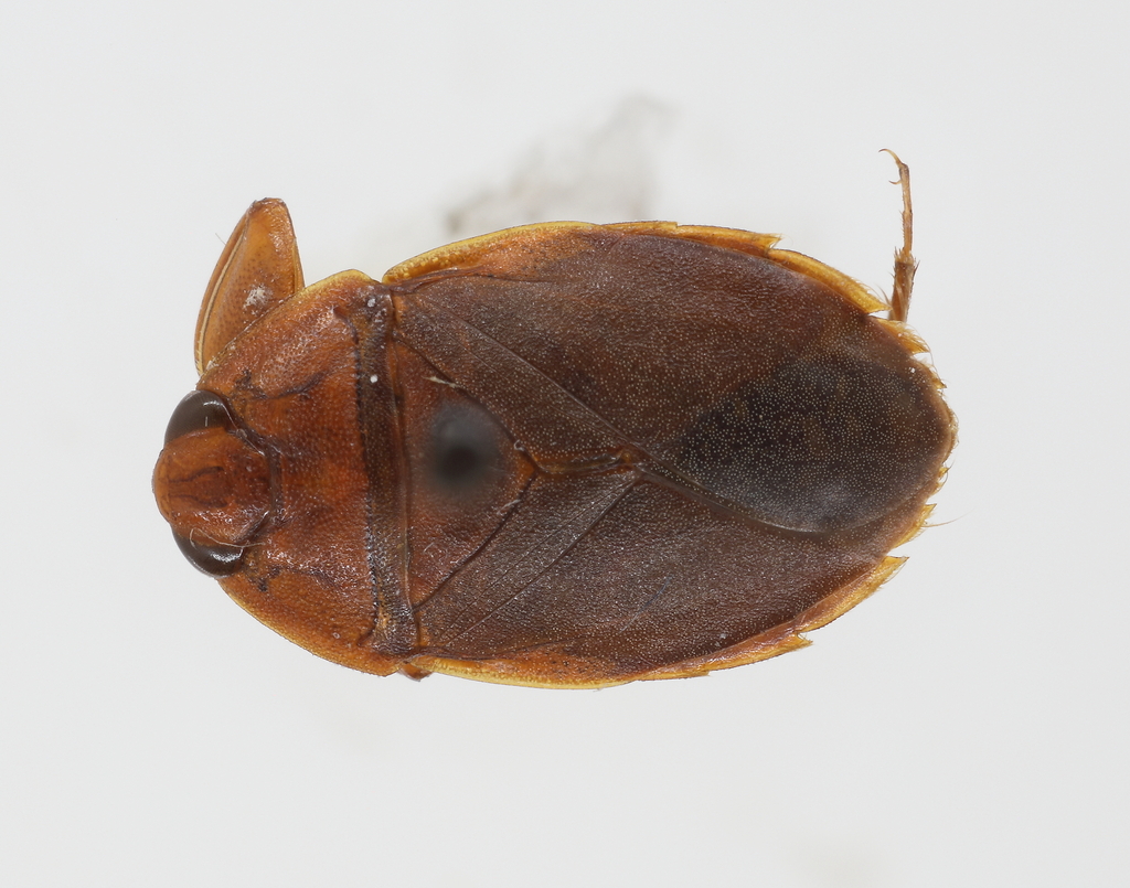 Ambrysus from Villavicencio, Meta, Colombia on October 16, 2004 at 11: ...