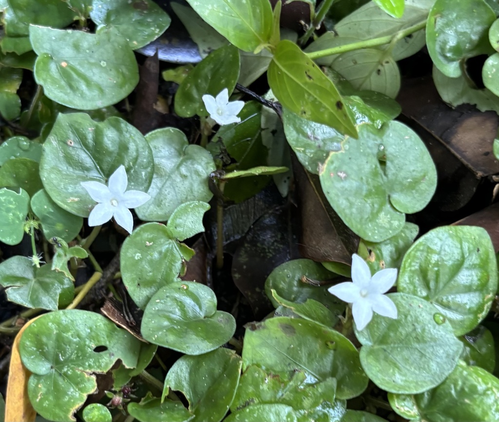 Geophila repens from Dermerara-Mahaica, GY on November 21, 2024 at 07: ...