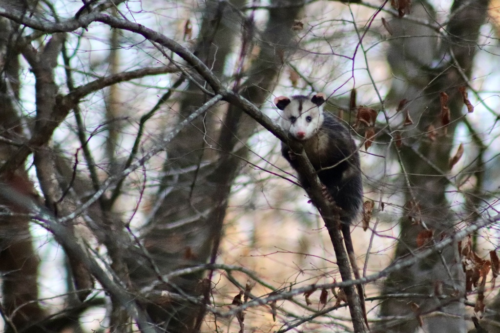 Virginia Opossum from Athens, GA, US on January 22, 2025 at 05:43 PM by ...