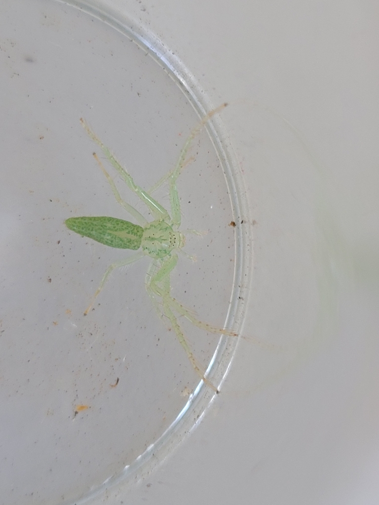 Oxytate argenteooculata from Haarlem, 6467, South Africa on January 23 ...