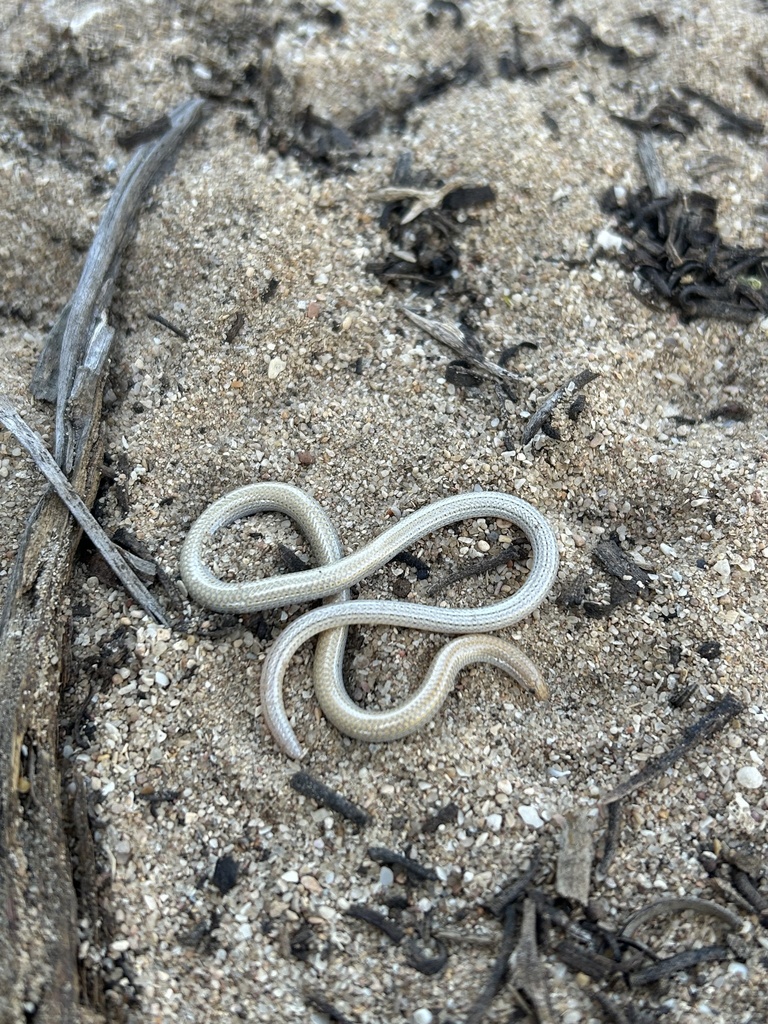 Gnaraloo Worm-lizard in September 2024 by leristabait · iNaturalist