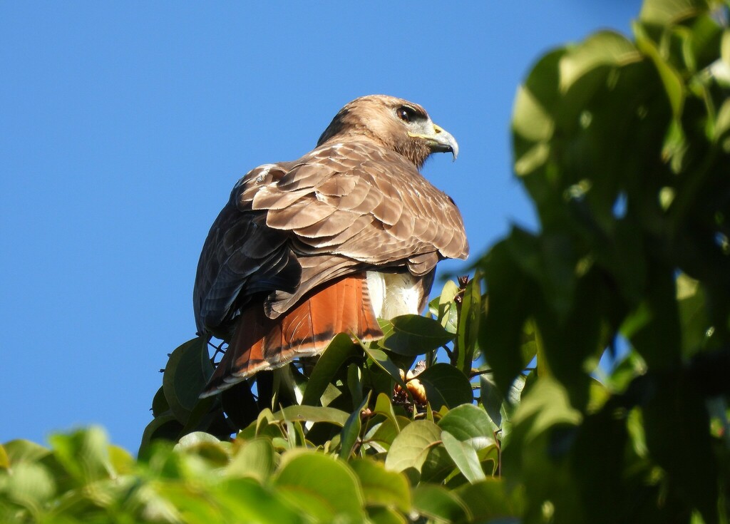 Red-tailed Hawk from Cupey, San Juan, Puerto Rico on January 23, 2025 ...