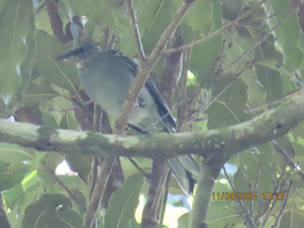 Slate-colored Solitaire in November 2024 by prorest_nacimientos_xogapan ...