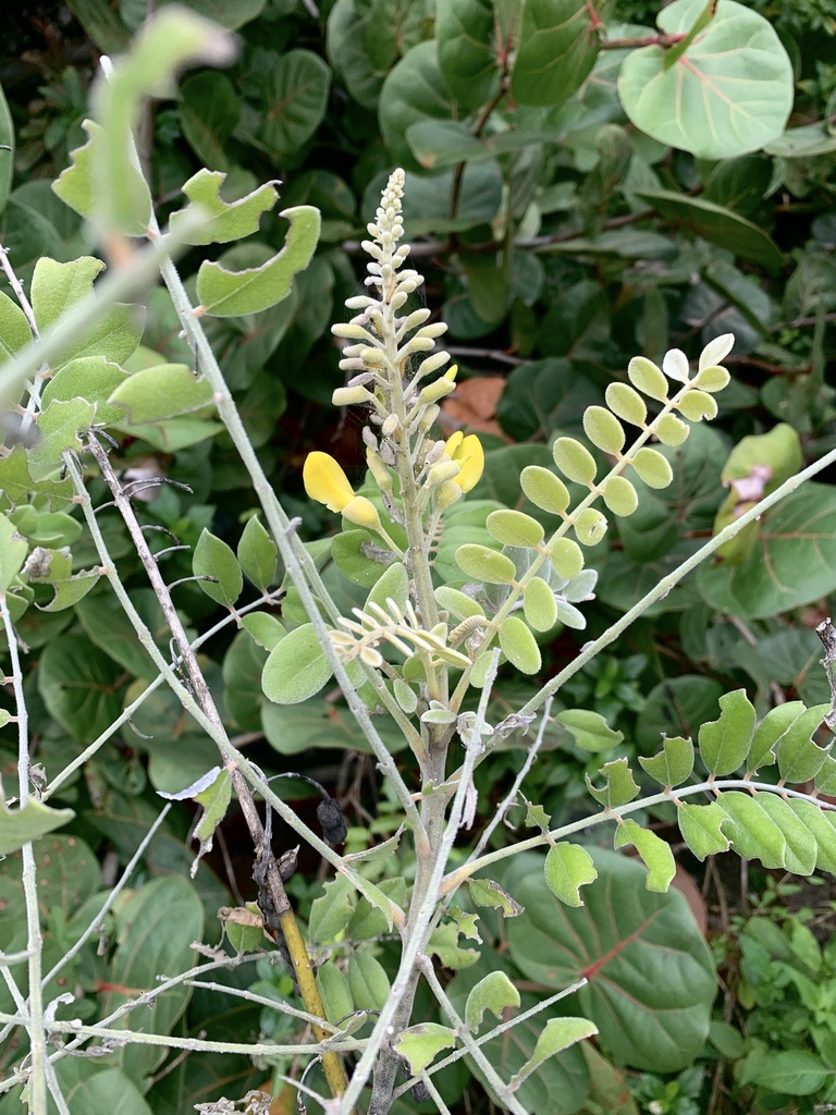 Necklace pod from Hugh Taylor Birch State Park, Fort Lauderdale, FL, US ...
