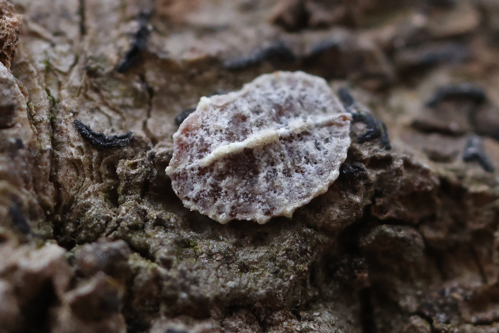 Common Pit Scale from Abbeville County, SC, USA on January 23, 2025 at ...