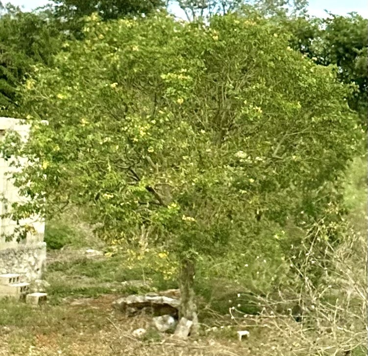 Cascabela gaumeri from Carretera Acanceh - Estación Polabán, Eknakán ...