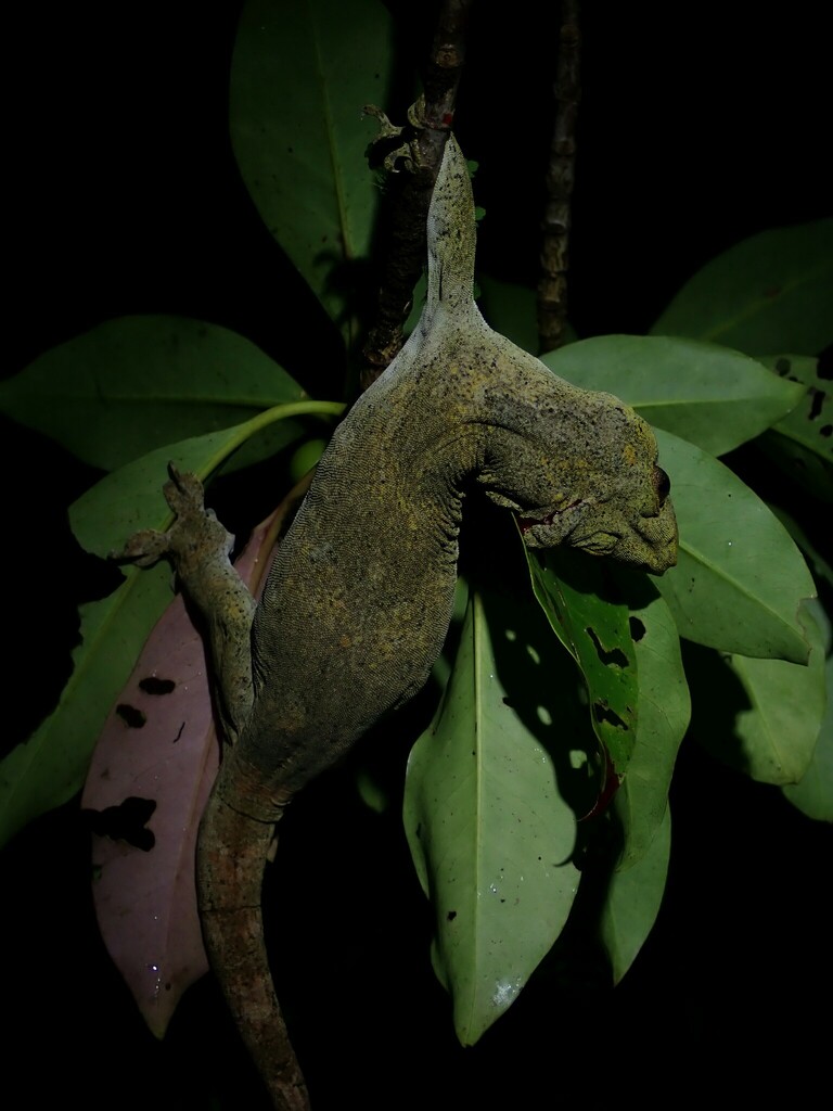 Western Giant Stump-toed Gecko in January 2025 by Dominik Maximilián ...