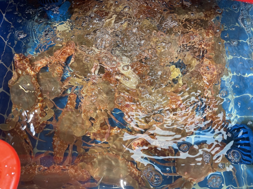 Charybdis miles in January 2025 by Alex Pintsen JIN · iNaturalist