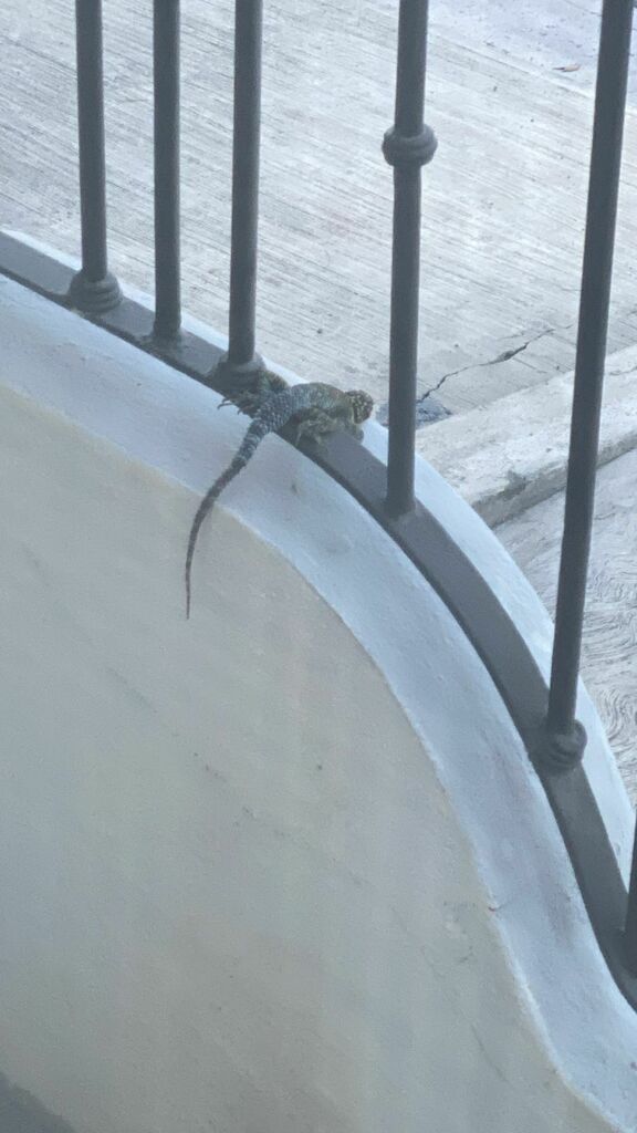Blue Spiny Lizard from Monterrey, Nuevo Leon, Mexico on January 23 ...