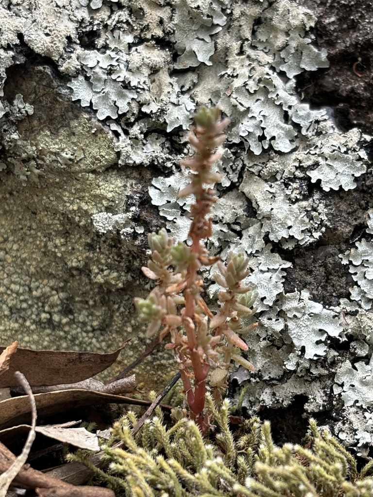 Australian Stonecrop from Wollemi National Park, Glen Davis, NSW, AU on ...