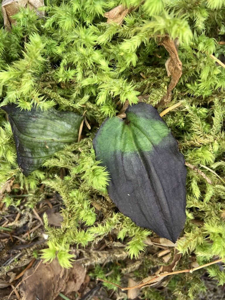 Fairy-slipper from Beacon Rock State Park, Stevenson, WA, US on January ...