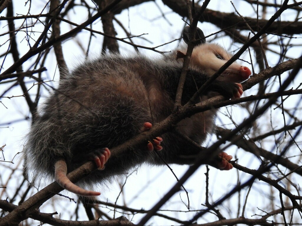 Virginia Opossum from Arcadia Trail on January 23, 2025 by Jeri Tooley ...