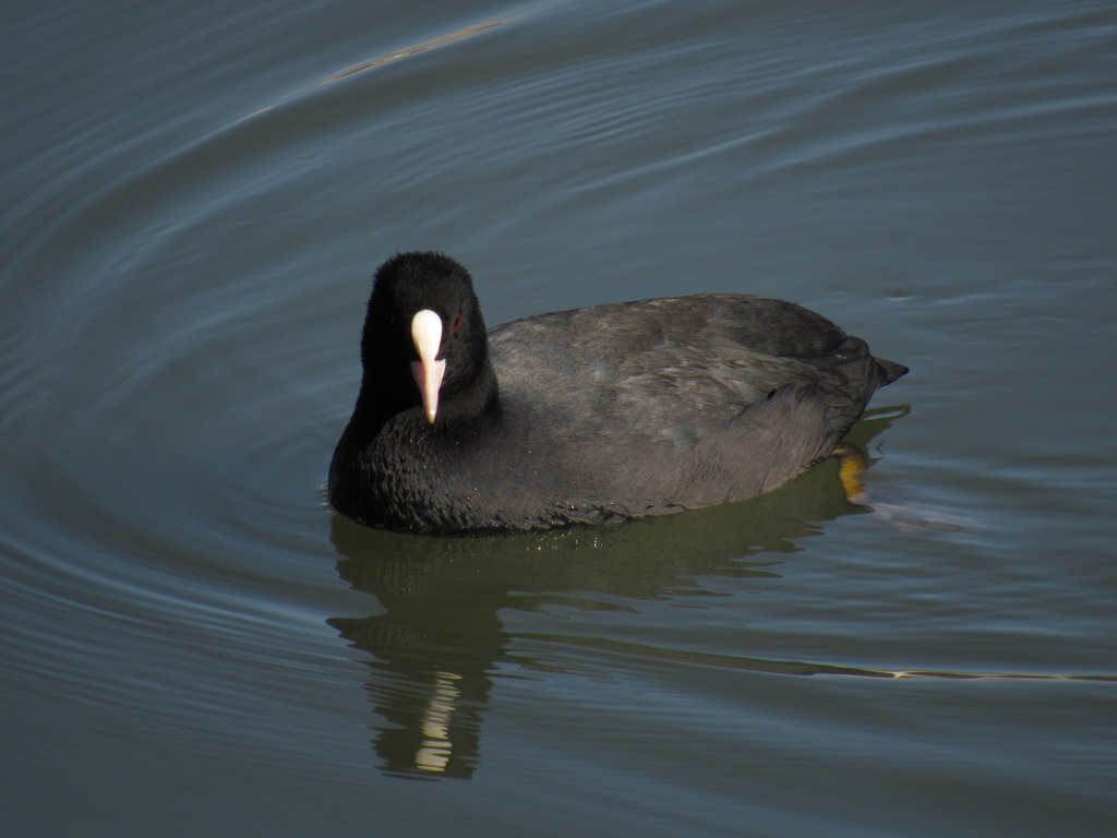 Eurasian Coot from 1 Hattoriryokuchi, Toyonaka, Osaka 561-0873, Japan ...