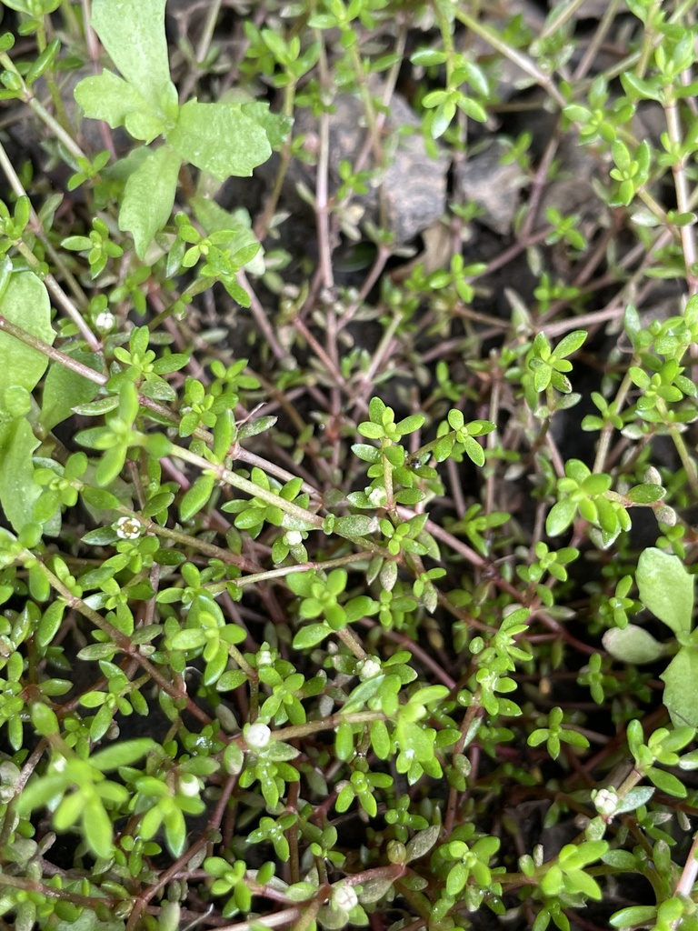 Helophytum from Lake Kohangapiripiri, Lower Hutt, Wellington, NZ on ...