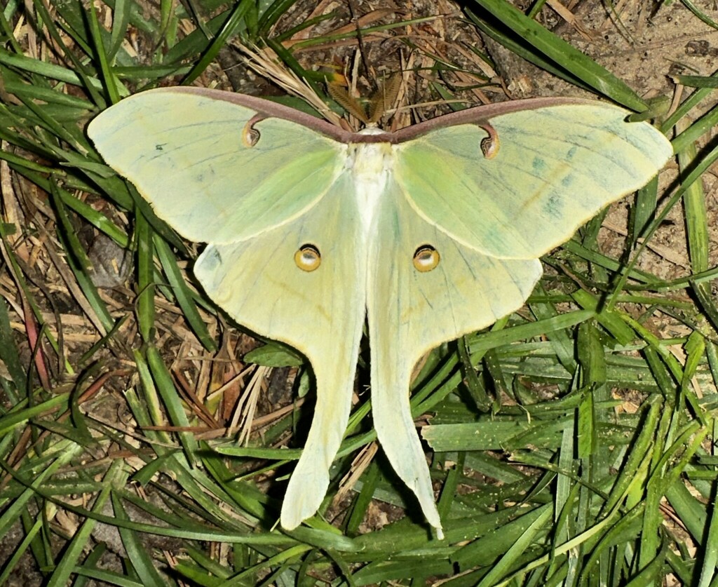 North American Luna Moth from Solon Dixon Forestry Education Center ...