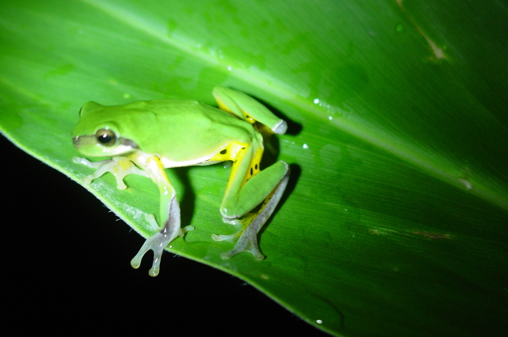 Common Chinese Tree Frog from 台灣臺北 on March 28, 2007 at 10:12 PM by ...