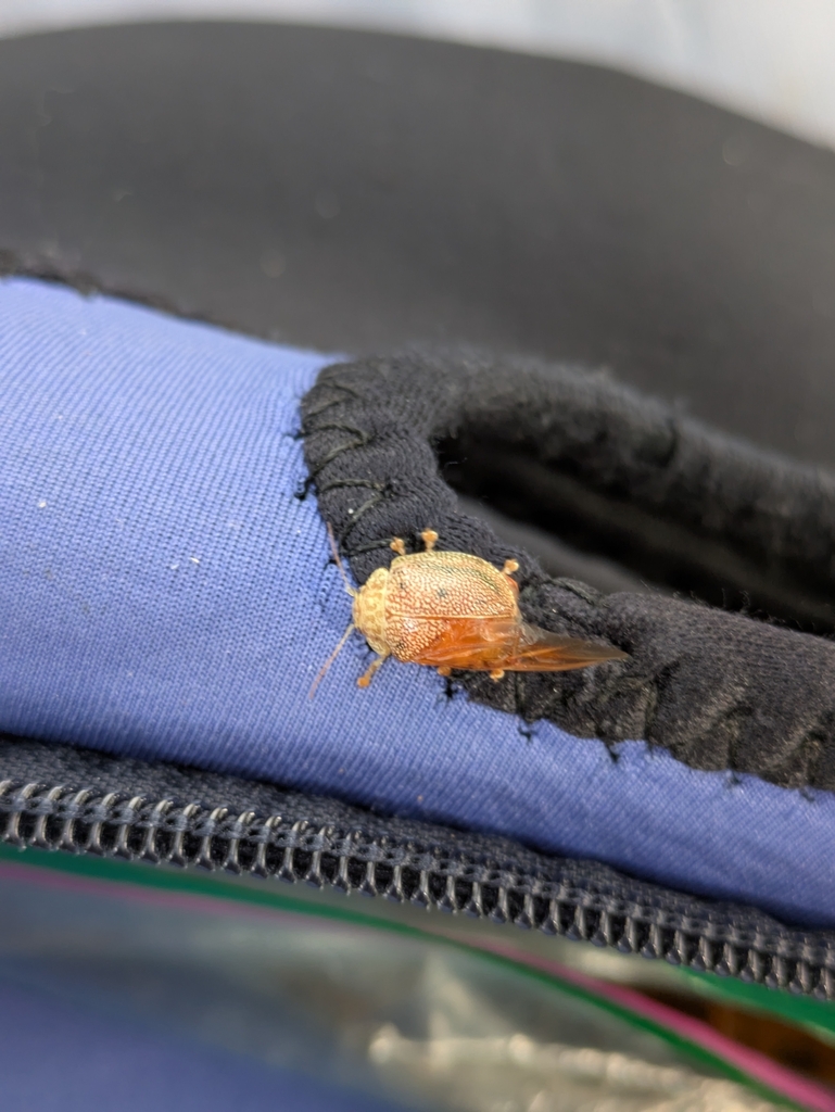 Dotted Paropsine Leaf Beetle from Los Angeles, CA 90095, USA on January ...