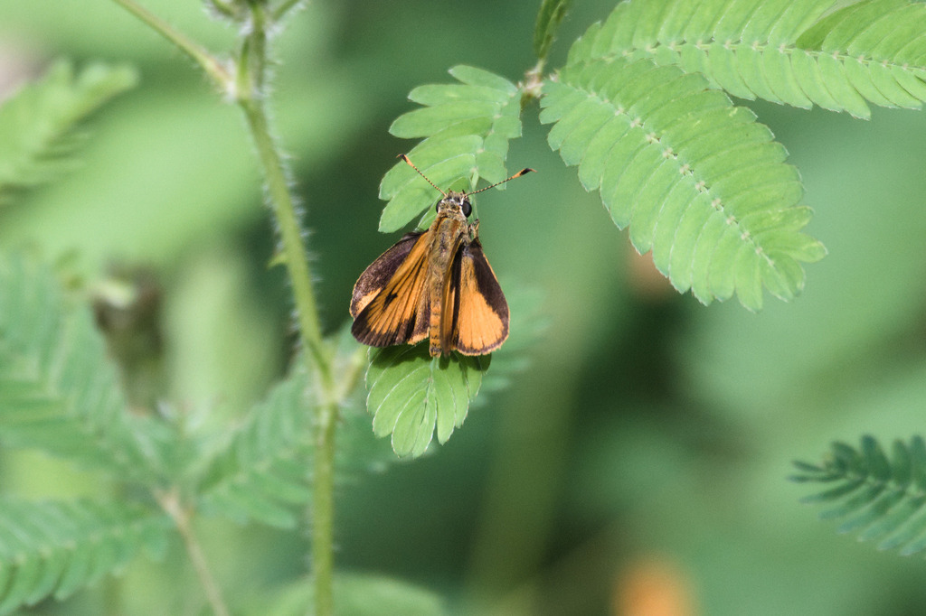 V-Mark Skipper from Río Abajo, Humacao, Puerto Rico, Humacao, Puerto ...