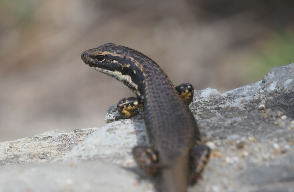 Yellow-bellied Water Skink from Cape Conran VIC 3888, Australia on ...