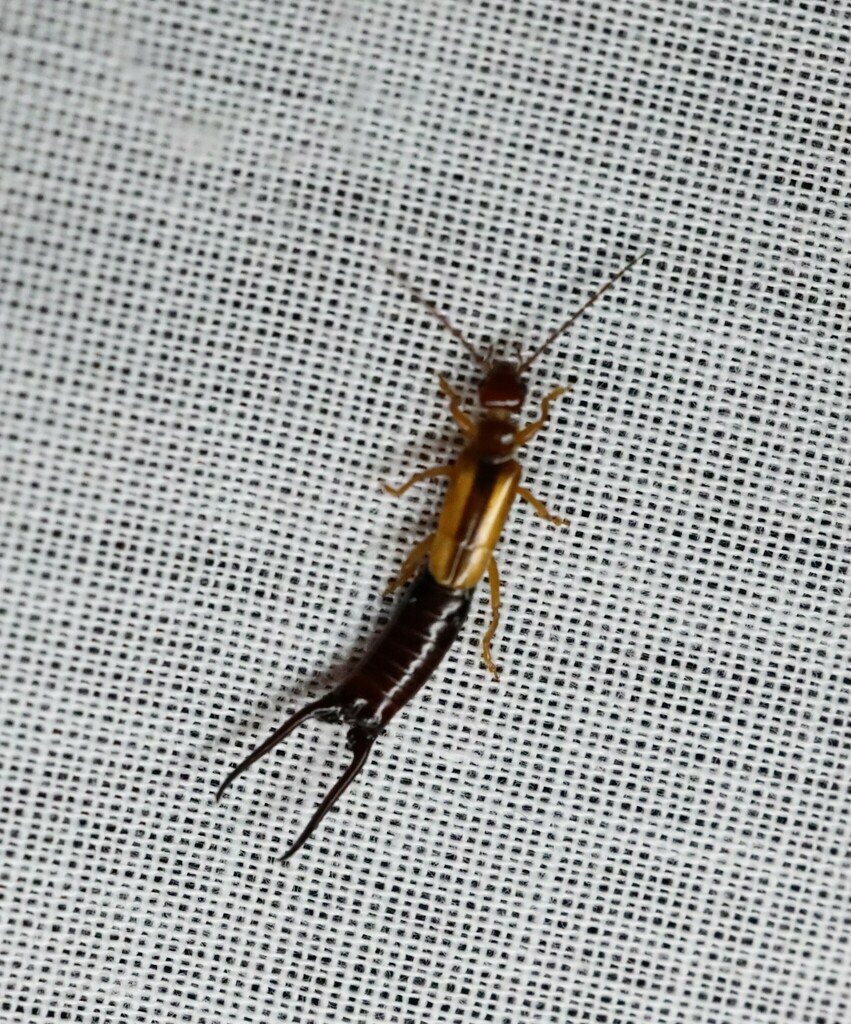 Earwigs from Kerry QLD 4285, Australia on January 17, 2025 at 07:46 PM ...