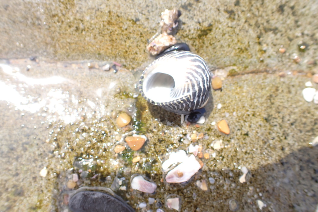 Zebra Top Snail from Merewether NSW 2291, Australia on January 23, 2025 ...