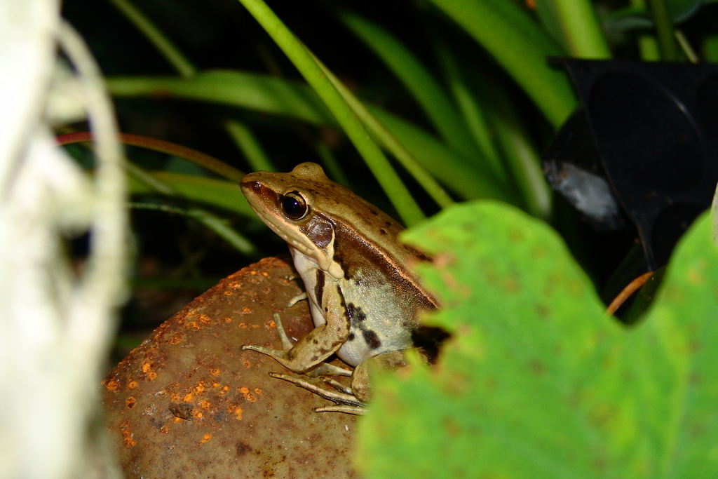 Guenther's Frog from 台灣臺北 on May 09, 2007 at 09:27 PM by jamg0121 ...