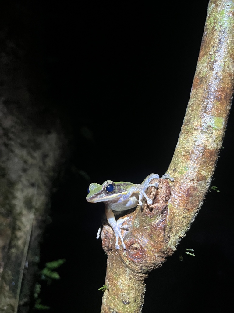 Poisonous Rock Frog from Sumatra, Kabupaten Aceh Tenggara, Atjeh, ID on ...