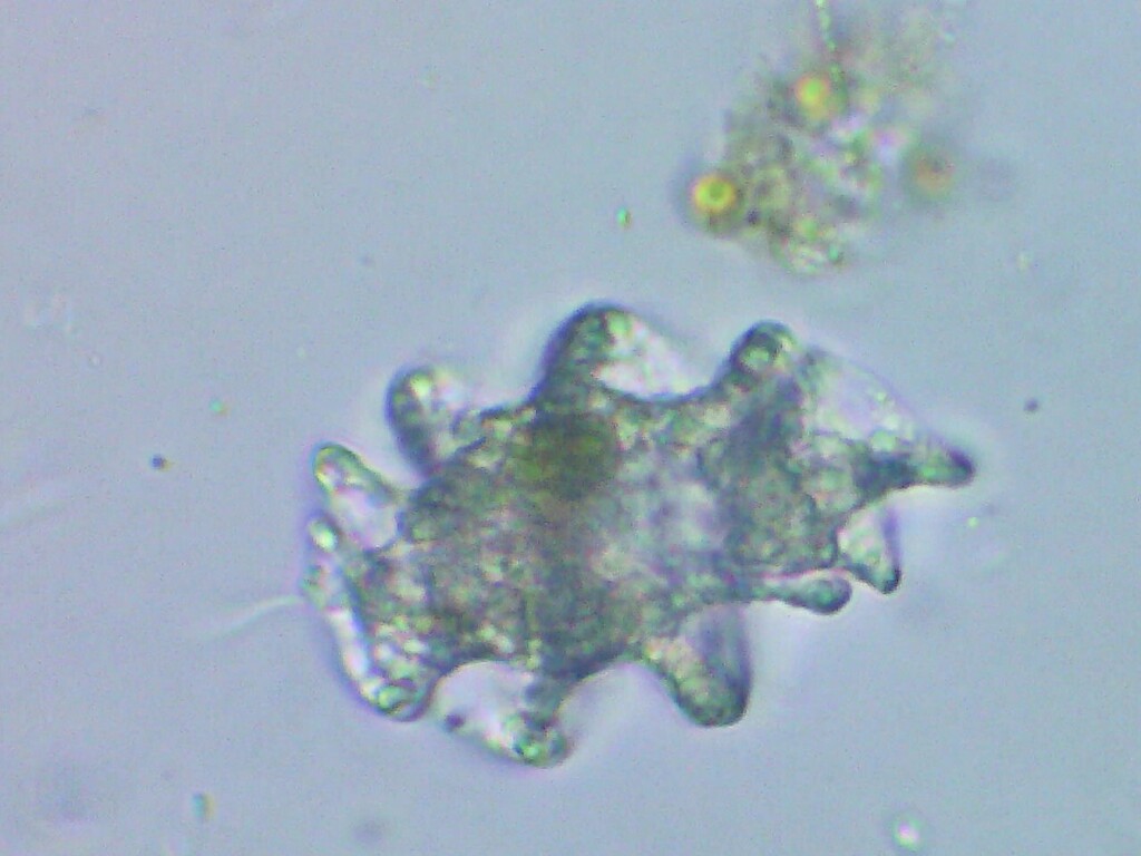 Heteronema spirale from Balyang Sanctuary, 50 Marnock Rd, Newtown VIC ...