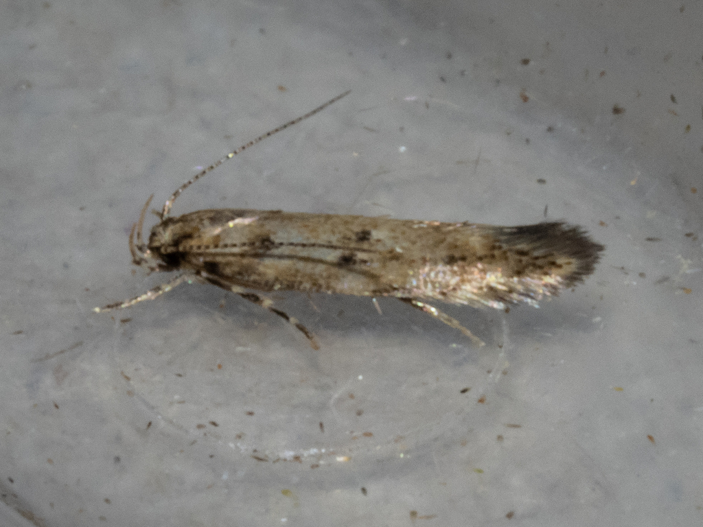 Labdia anarithma from Papatowai 9586, New Zealand on January 21, 2025 ...